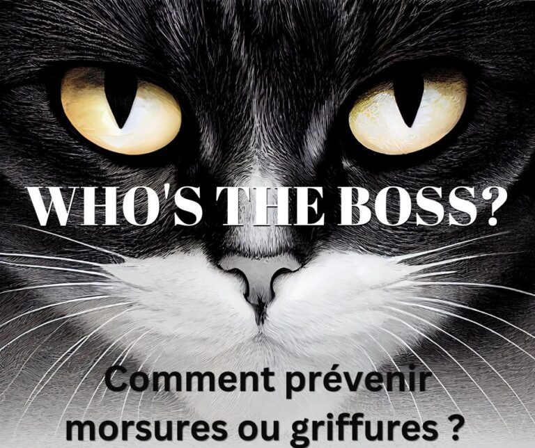 Griffures et morsures de chats : prévenir et traiter la pasteurellose ...